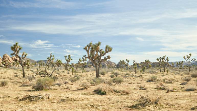 DESERT FLORA VIII - Limited Edition of 10 Photography by Jin-Woo ...