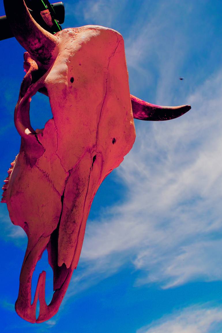 Cow skull - Limited Edition 1 of 10 Photography by Michael Matousek ...