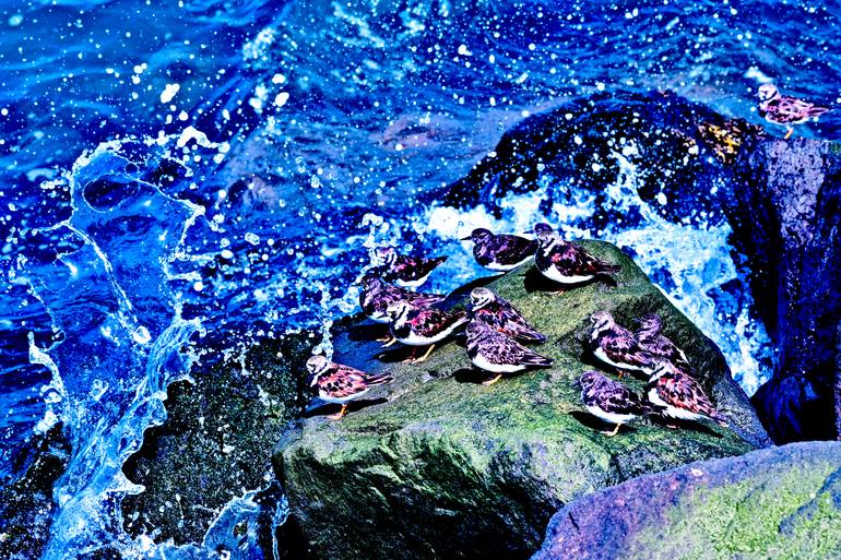 Chilled Birds Photography by Adrian Odell | Saatchi Art